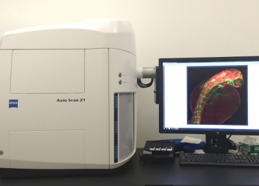 Zeiss AxioScan Z1 slide scanning system (fluorescence only) - Research ...